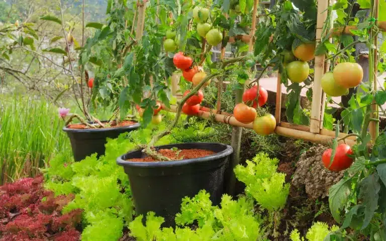 6 πρακτικά tips για τη δημιουργία ενός λαχανόκηπου ακόμη και από ...