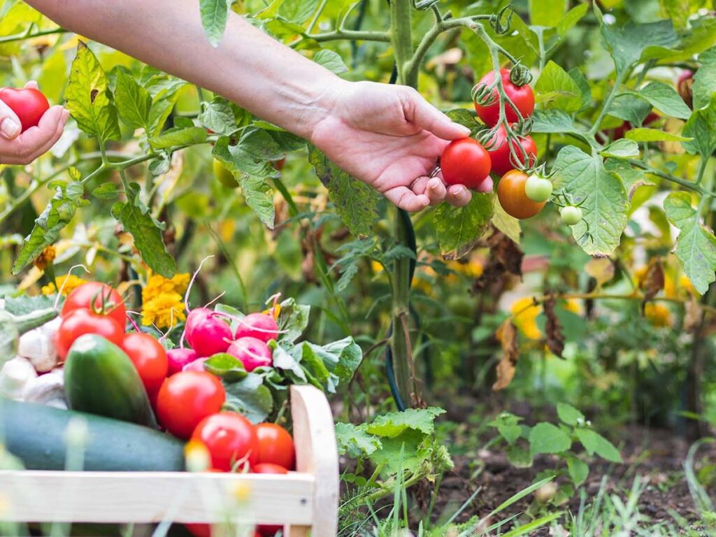 6 πρακτικά tips για τη δημιουργία ενός λαχανόκηπου ακόμη και από ...