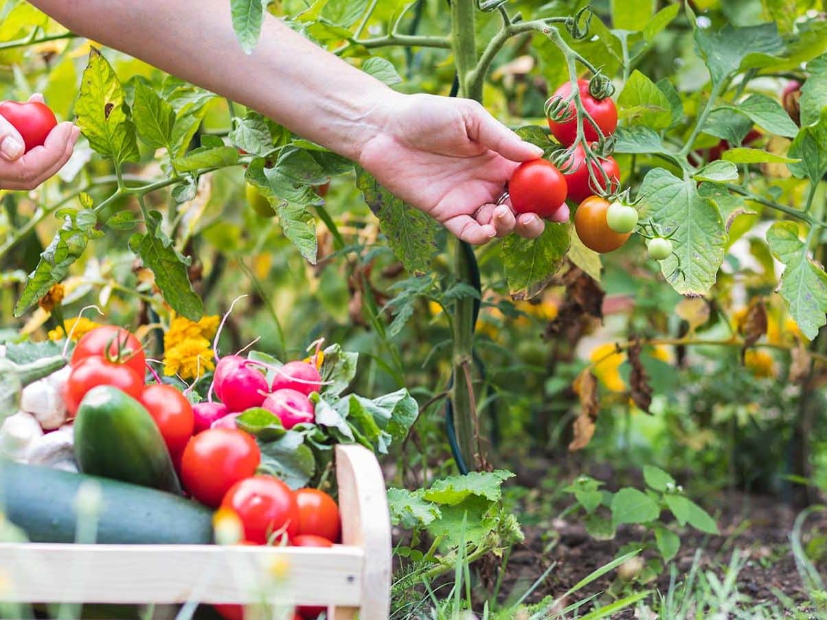 6 πρακτικά tips για τη δημιουργία ενός λαχανόκηπου ακόμη και από ...