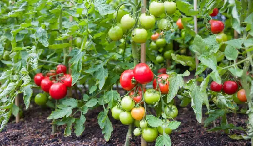 5 μυστικά για να καλλιεργήσετε τις πιο ζουμερές, γευστικές ντομάτες στο ...