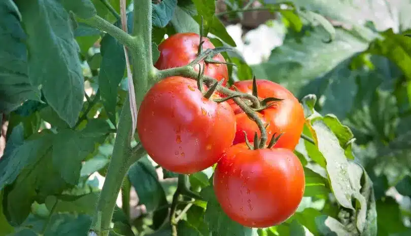 5 μυστικά για να καλλιεργήσετε τις πιο ζουμερές, γευστικές ντομάτες στο ...