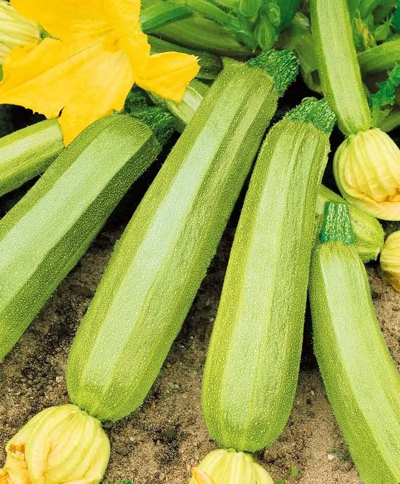 5 μυστικά για να καλλιεργήσετε τα πιο νόστιμα κολοκυθάκια στο μπαλκόνι ...