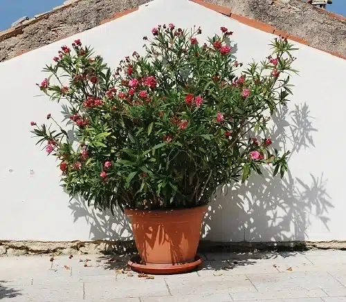 14 ιδέες για φυτά και λουλούδια που αντέχουν στον ήλιο και τη ξηρασία ...